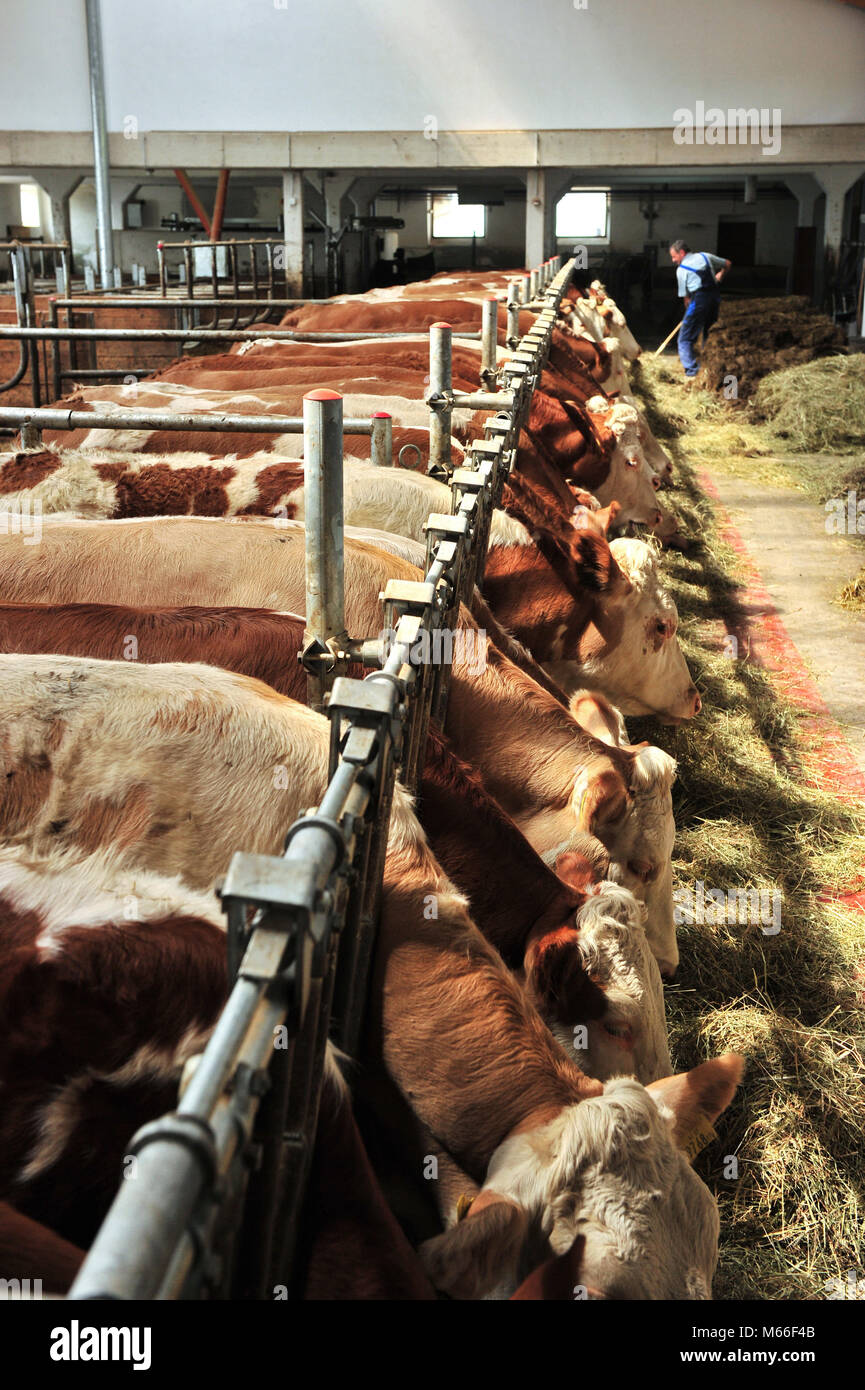 cows feeding 149 Stock Photo - Alamy