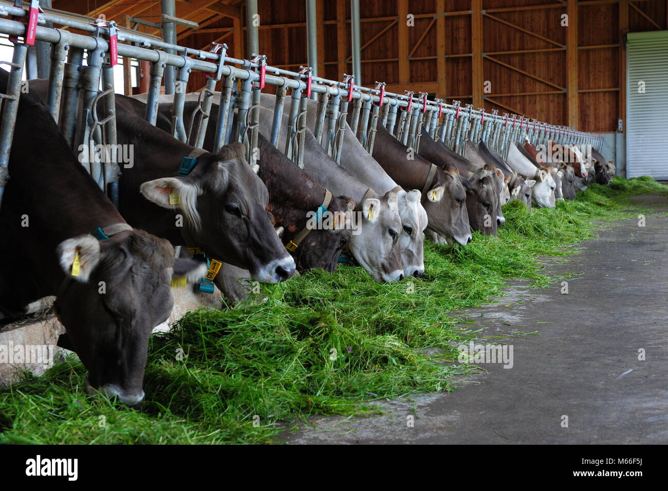 cows feeding 156 Stock Photo - Alamy