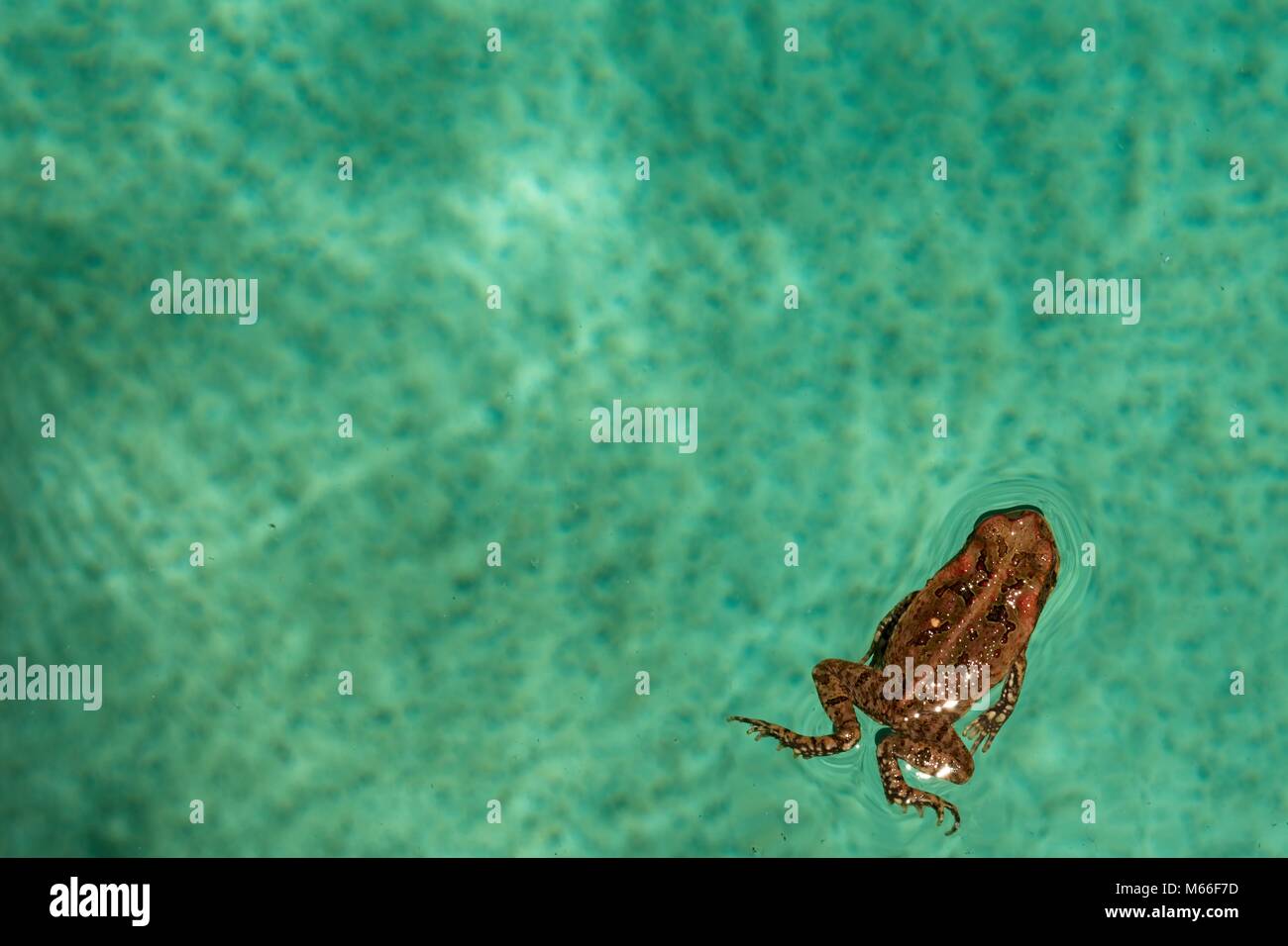 Swimming cane toad in backyard swimming pool in Queensland , Australia ...
