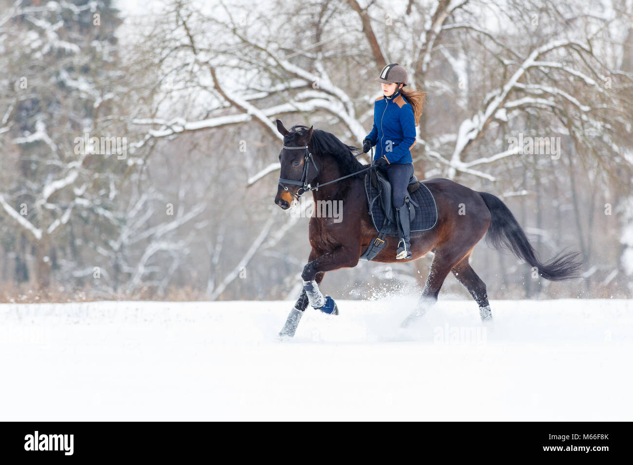 Young rider girl on bay horse galloping in winter. Equestrian winter ...