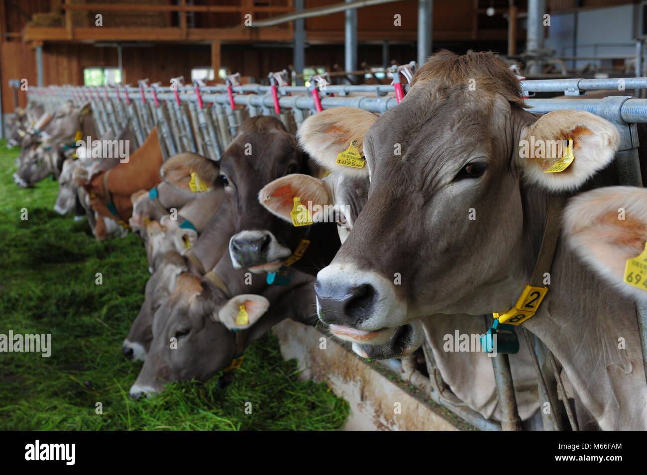 cows feeding 170 Stock Photo - Alamy
