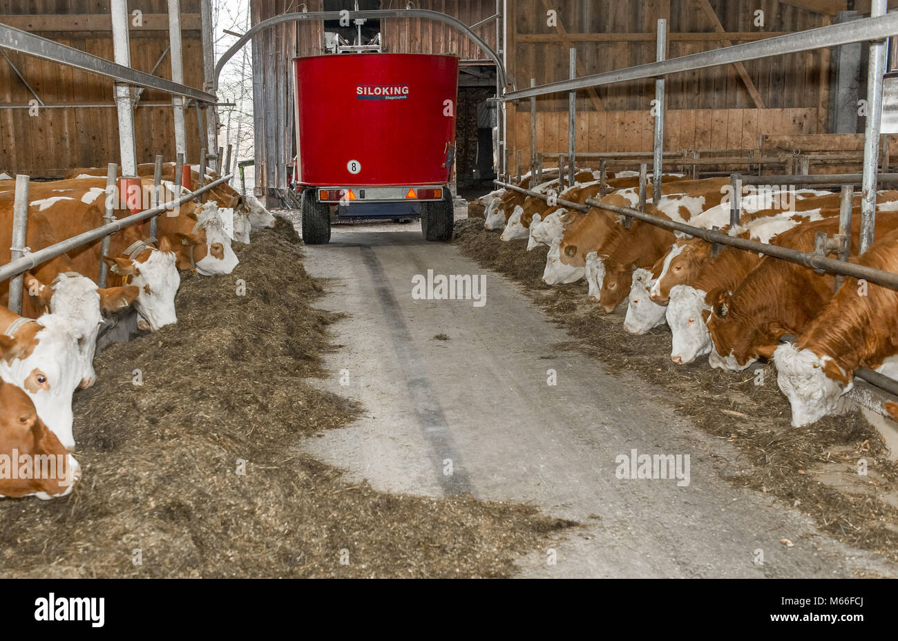 cows feeding 208 Stock Photo - Alamy
