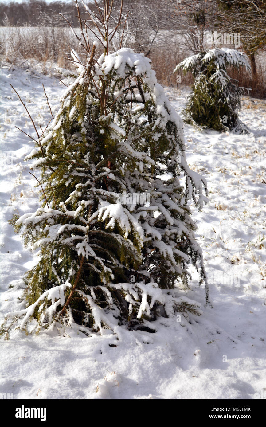 Protected with fir branches young apple trees line in winter garden ...