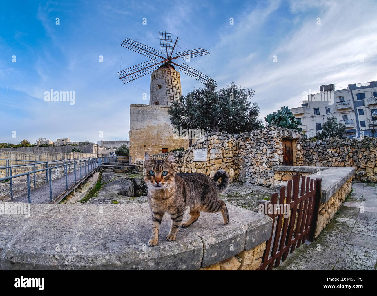 Maltese cat with traditional windmill in the background. Focus on the ...