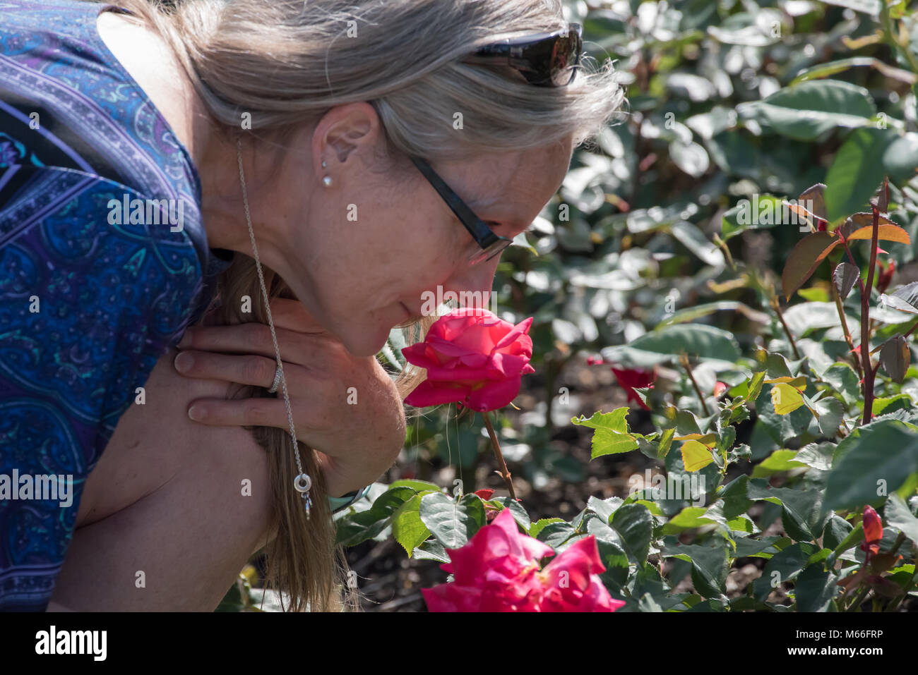 Mature woman garden roses hi-res stock photography and images - Alamy