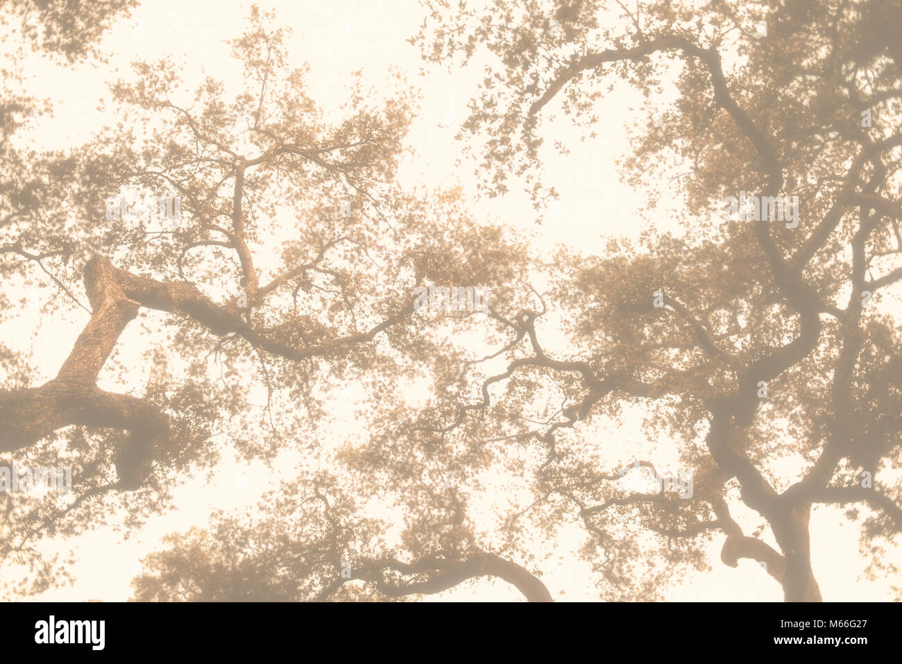 Oak tree low angle hi-res stock photography and images - Alamy