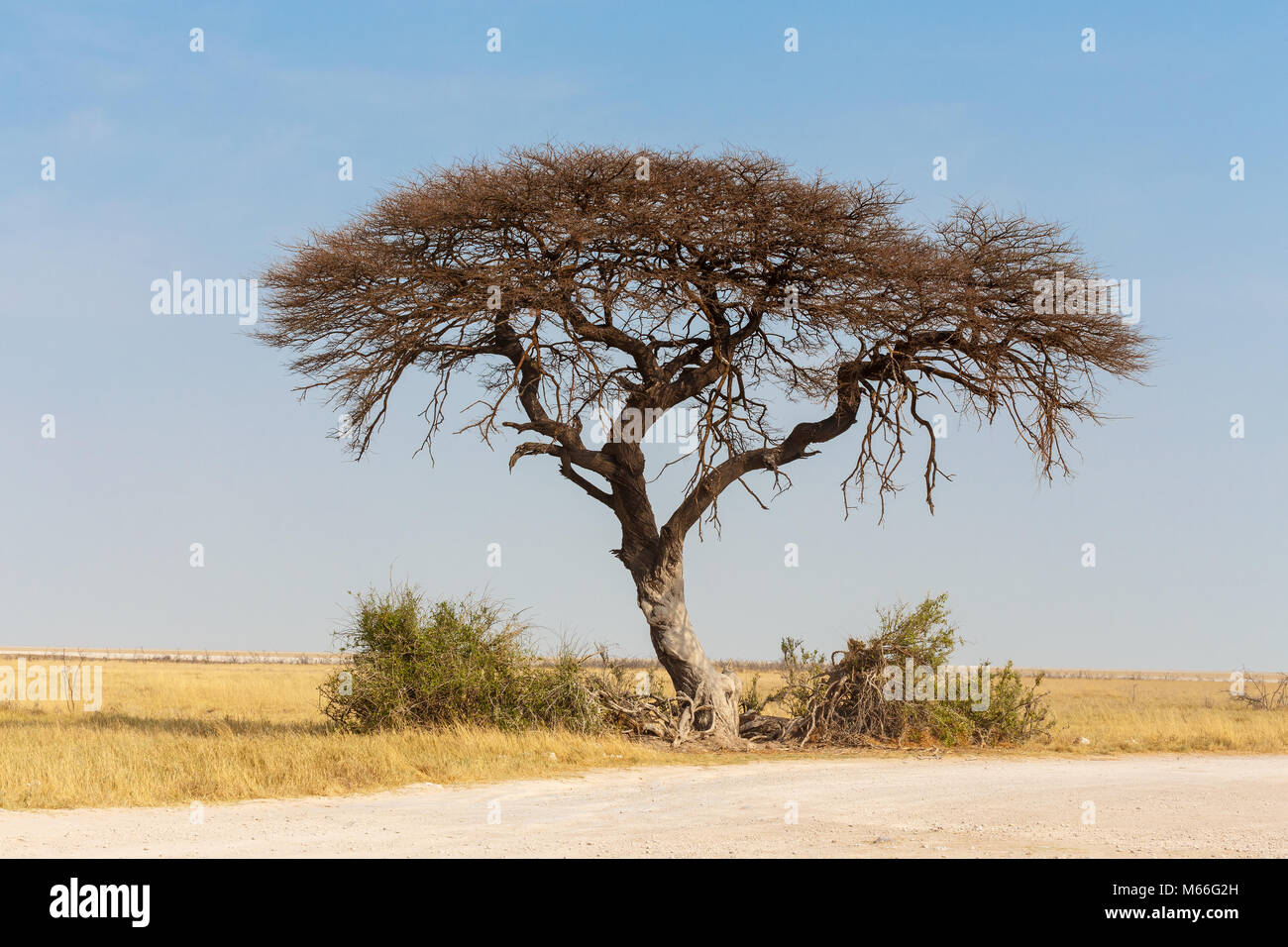 Typical large Acacia tree in the savanna plains, Africa, Etosha ...