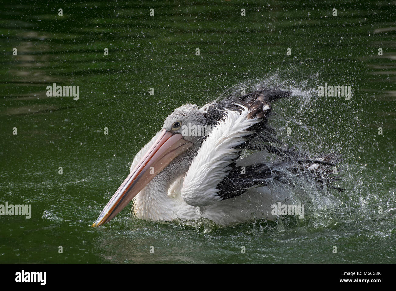 Bird shaking water hi-res stock photography and images - Alamy