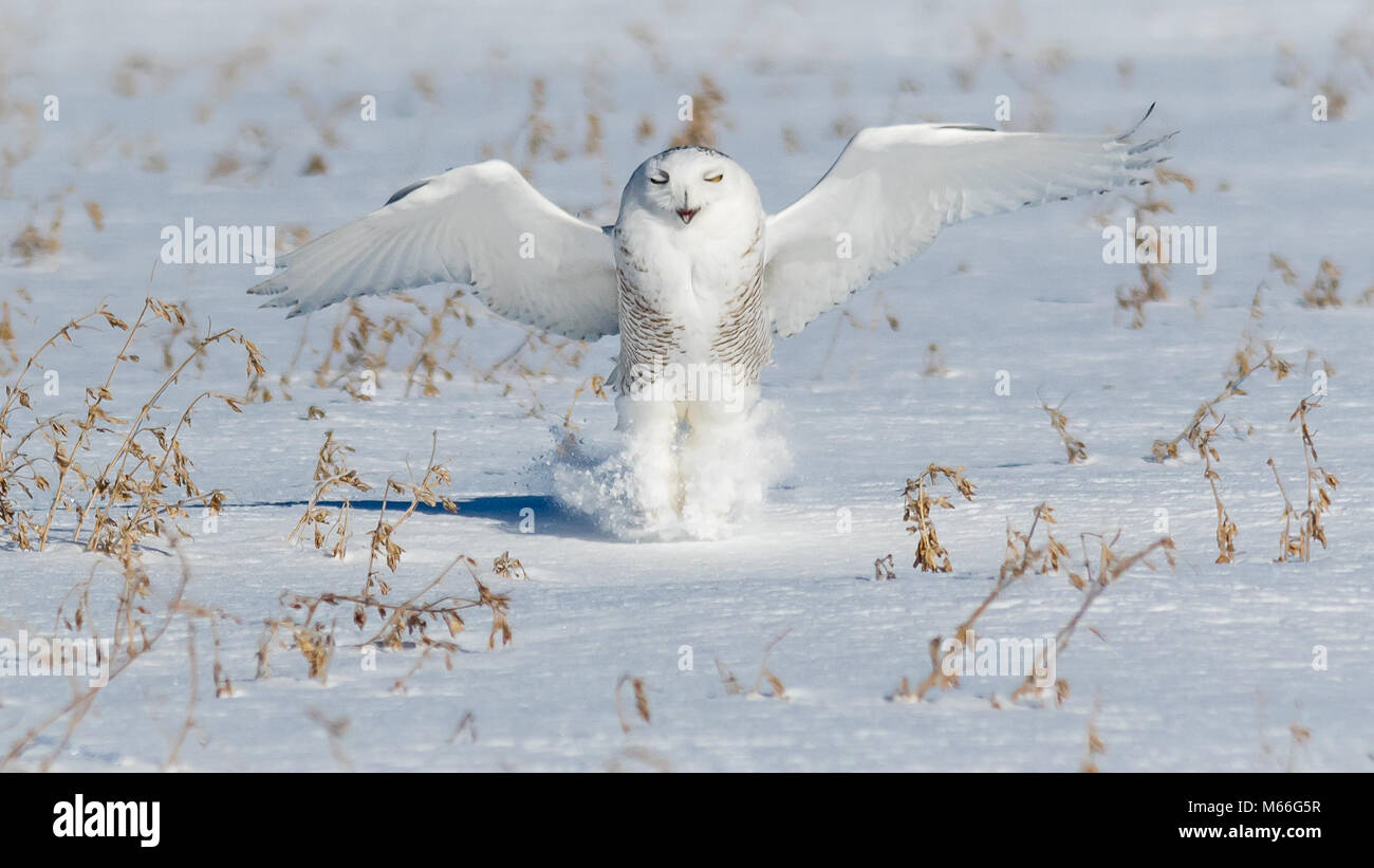 Snowy owl landing in the snow, Montreal, Quebec, Canada Stock Photo - Alamy