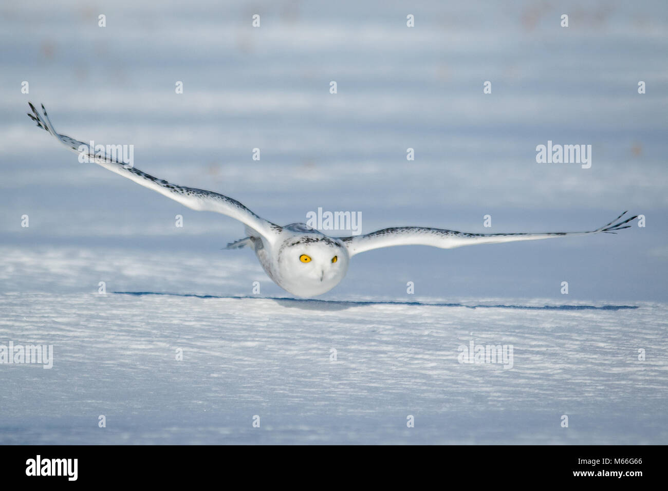 Snowy owl flying near the ground, Montreal, Quebec, Canada Stock Photo ...