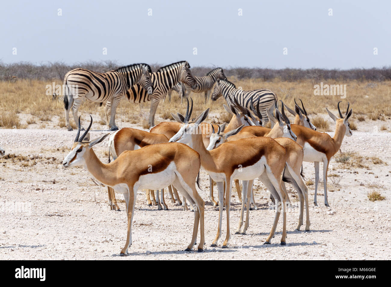 antelope Springbok Antidorcas marsupialis and zebra, Etosha national ...