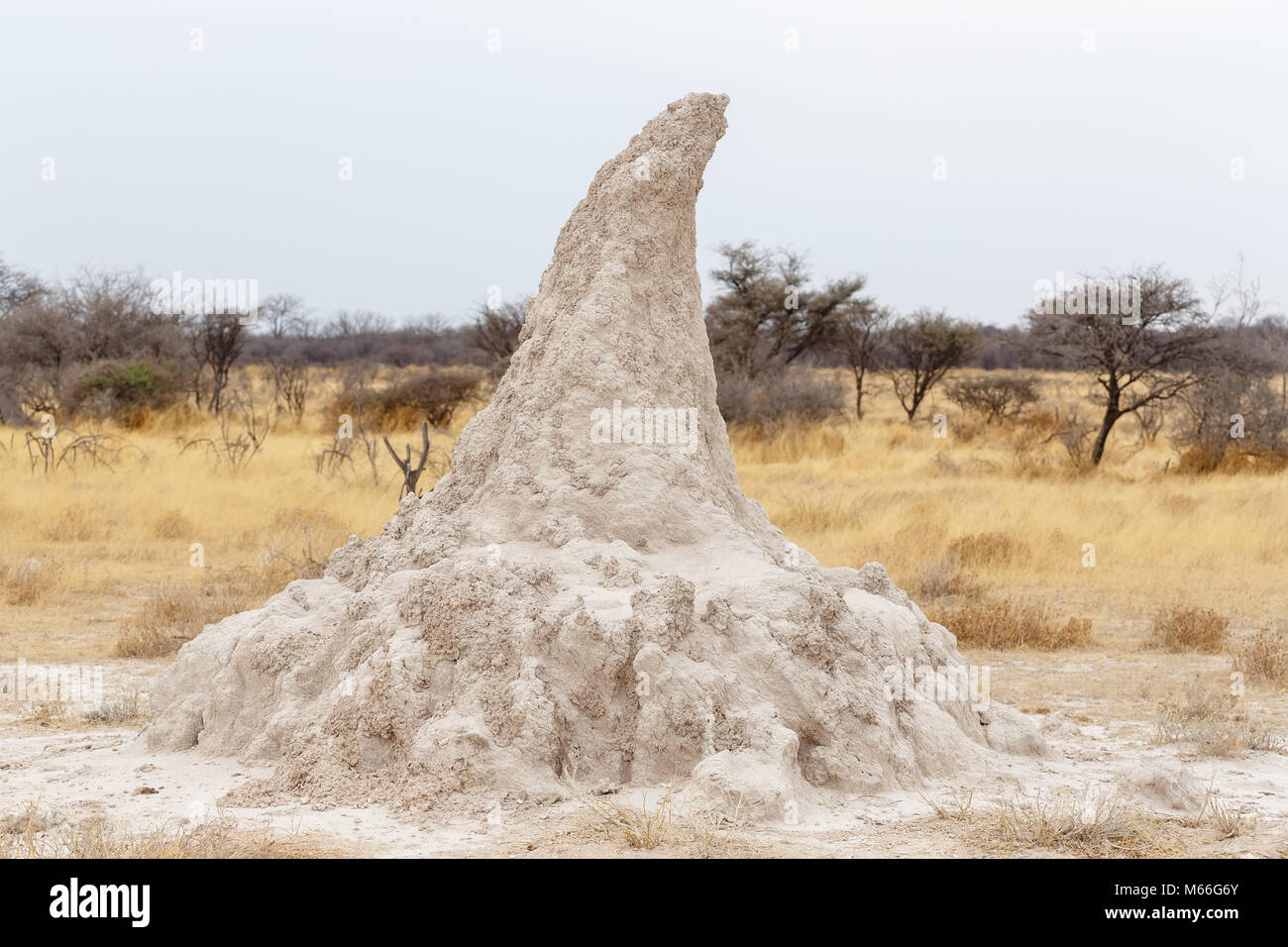 termite mound in Africa, Etosha national park Namibia Stock Photo - Alamy