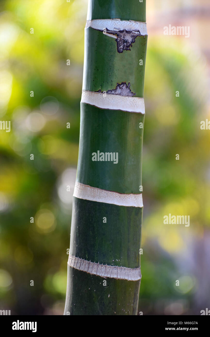 Close-up of bamboo Stock Photo - Alamy