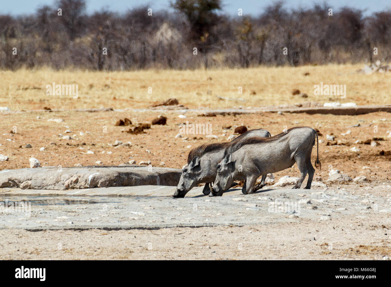African pig Warthog, Etosha national park, Namibia, wildlife Stock ...