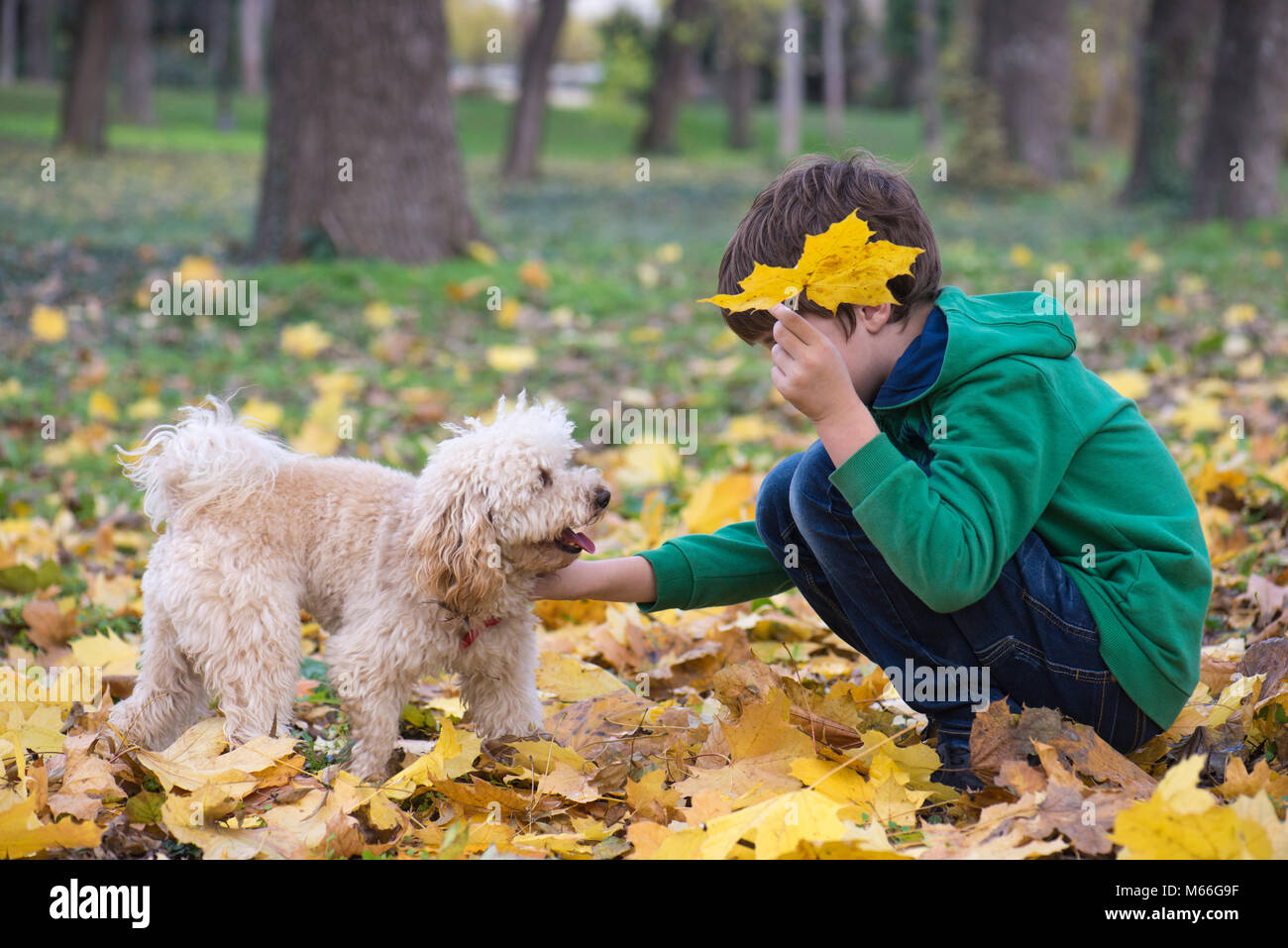 Dog portrait autumn public park hi-res stock photography and images - Alamy