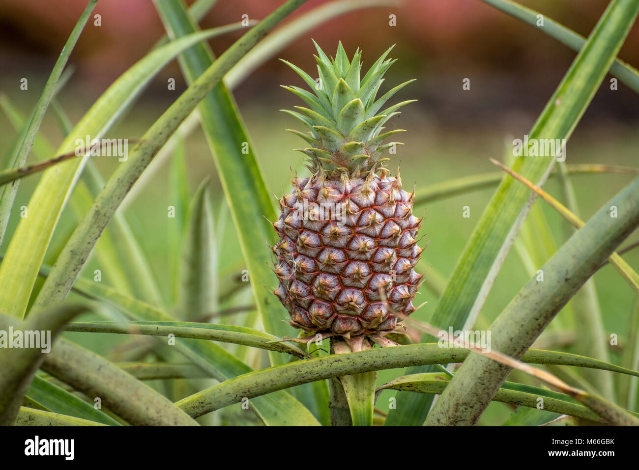 Pineapple growing hi-res stock photography and images - Alamy
