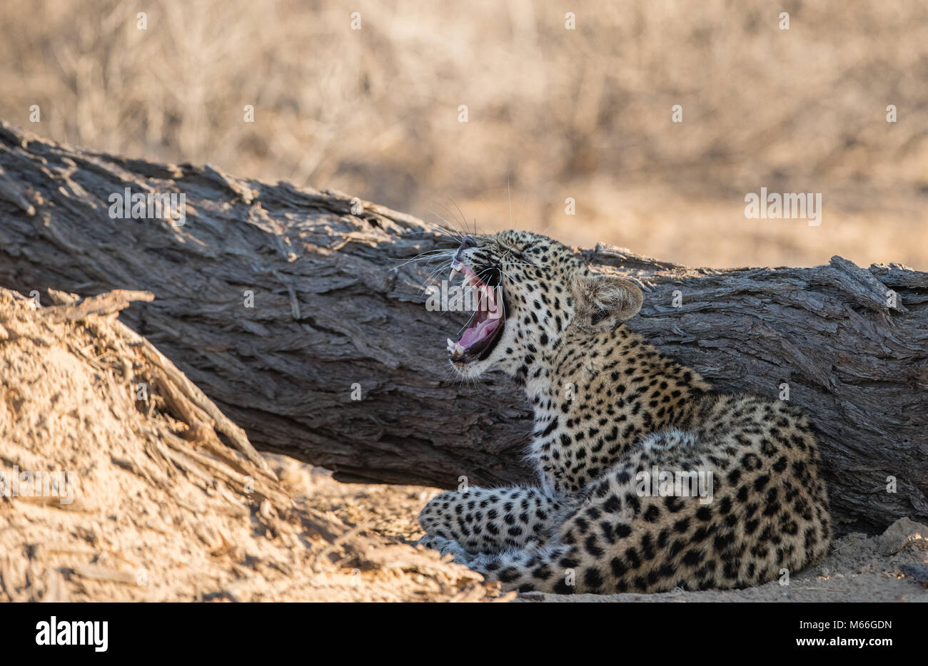 Leopard side view portrait mouth hi-res stock photography and images ...