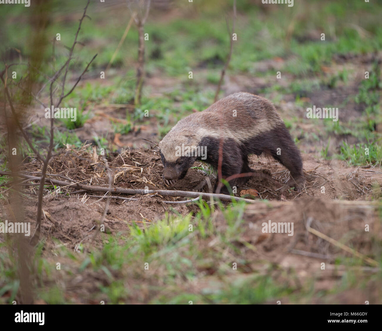 Honey Badger hunting, South Africa Stock Photo - Alamy