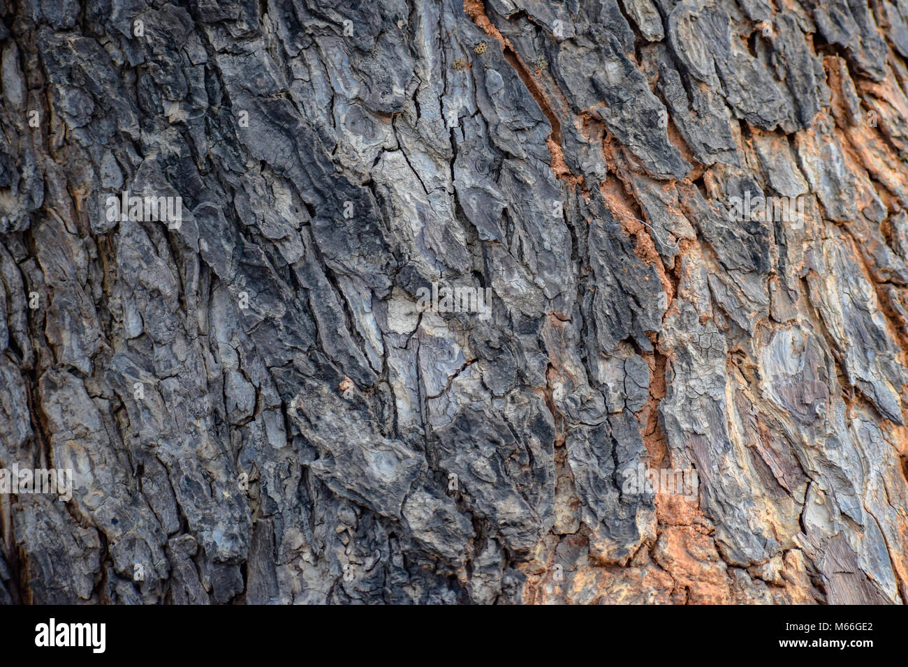Close-up of Royal poinciana Tree Bark Stock Photo - Alamy