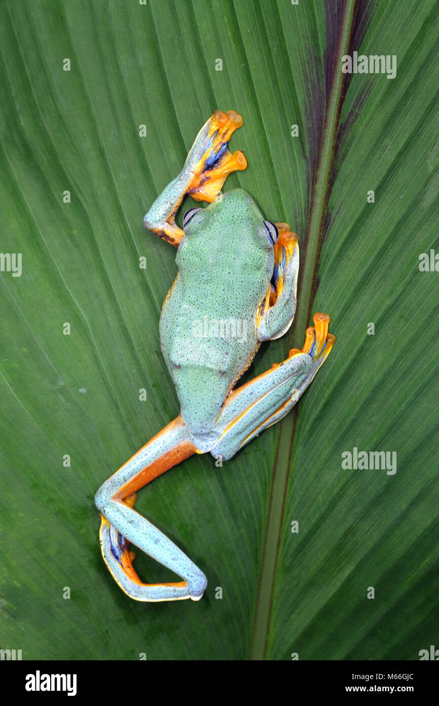 Javan Tree frog on a leaf, Indonesia Stock Photo - Alamy