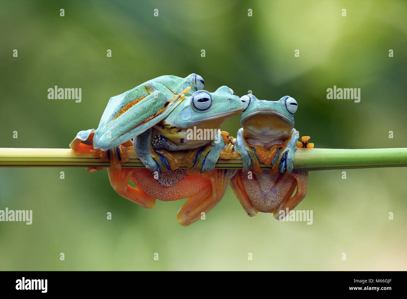 Three Javan tree frogs (Rhacophorus reinwardtii) on a branch, Indonesia ...