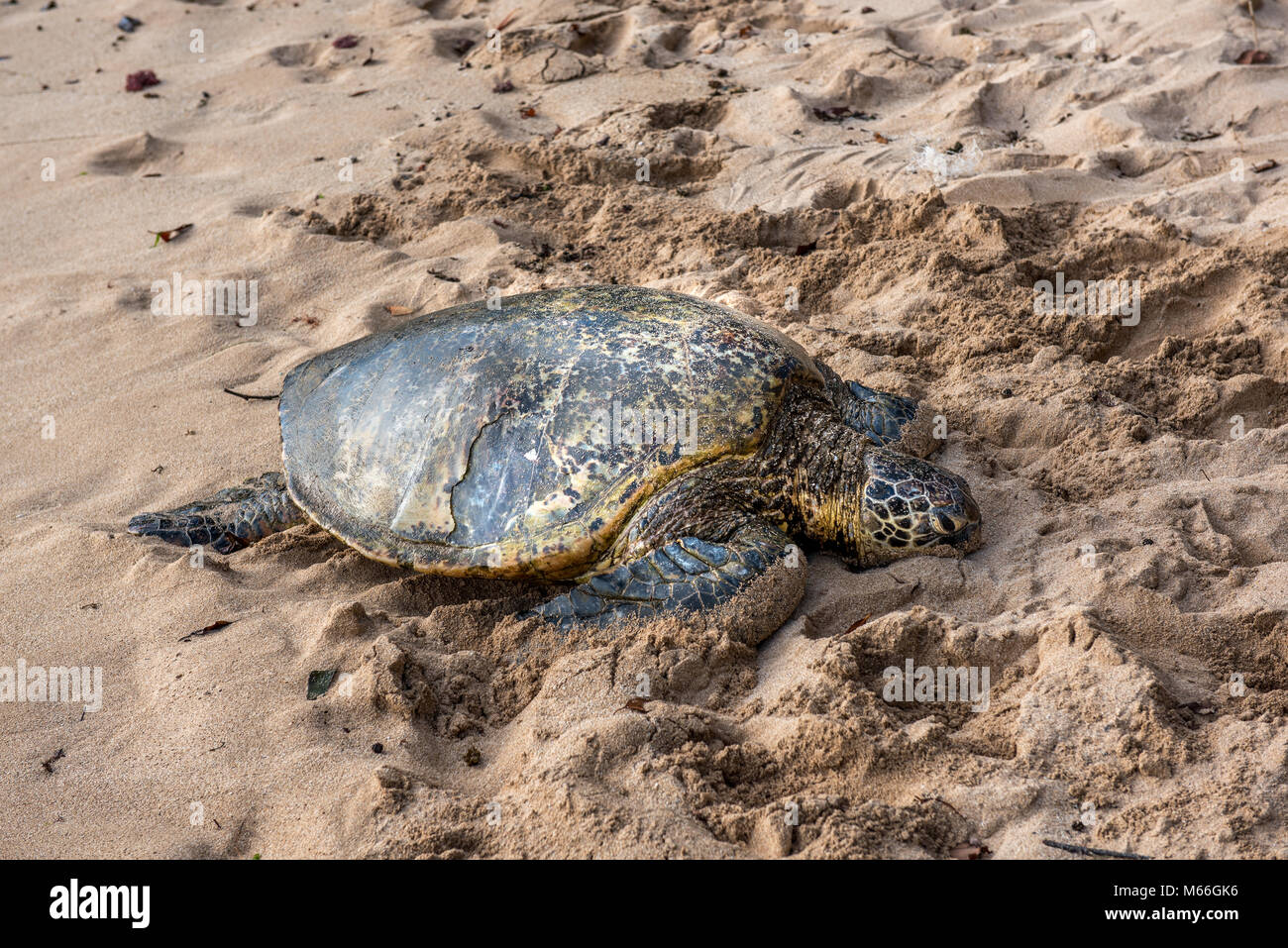 Turtle on sand hi-res stock photography and images - Alamy