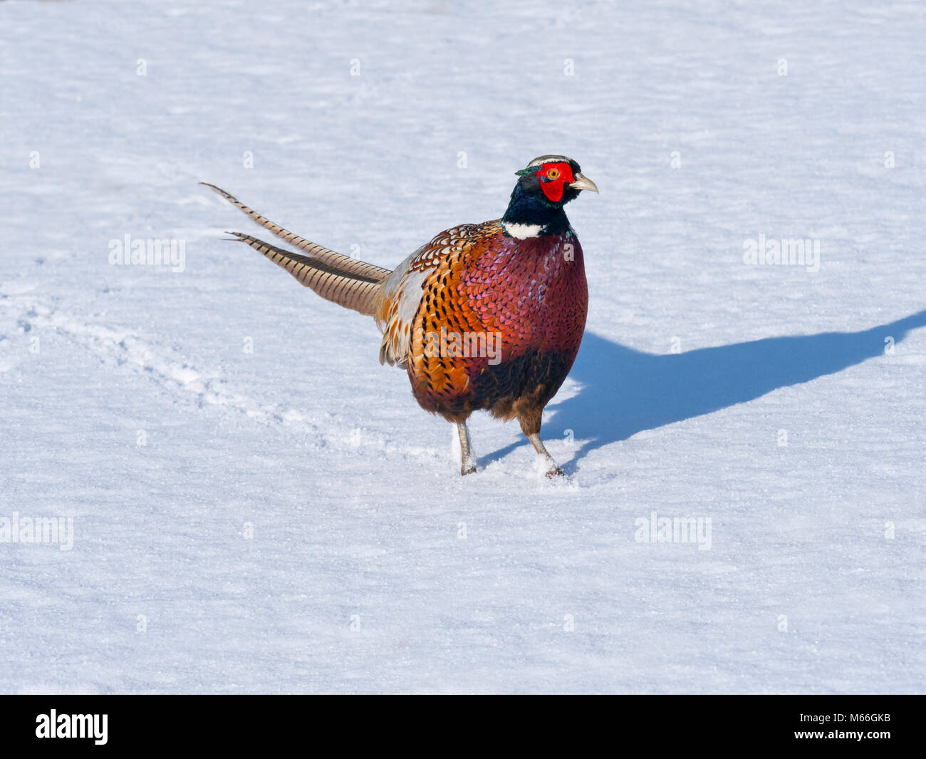 Pheasant snow hi-res stock photography and images - Alamy