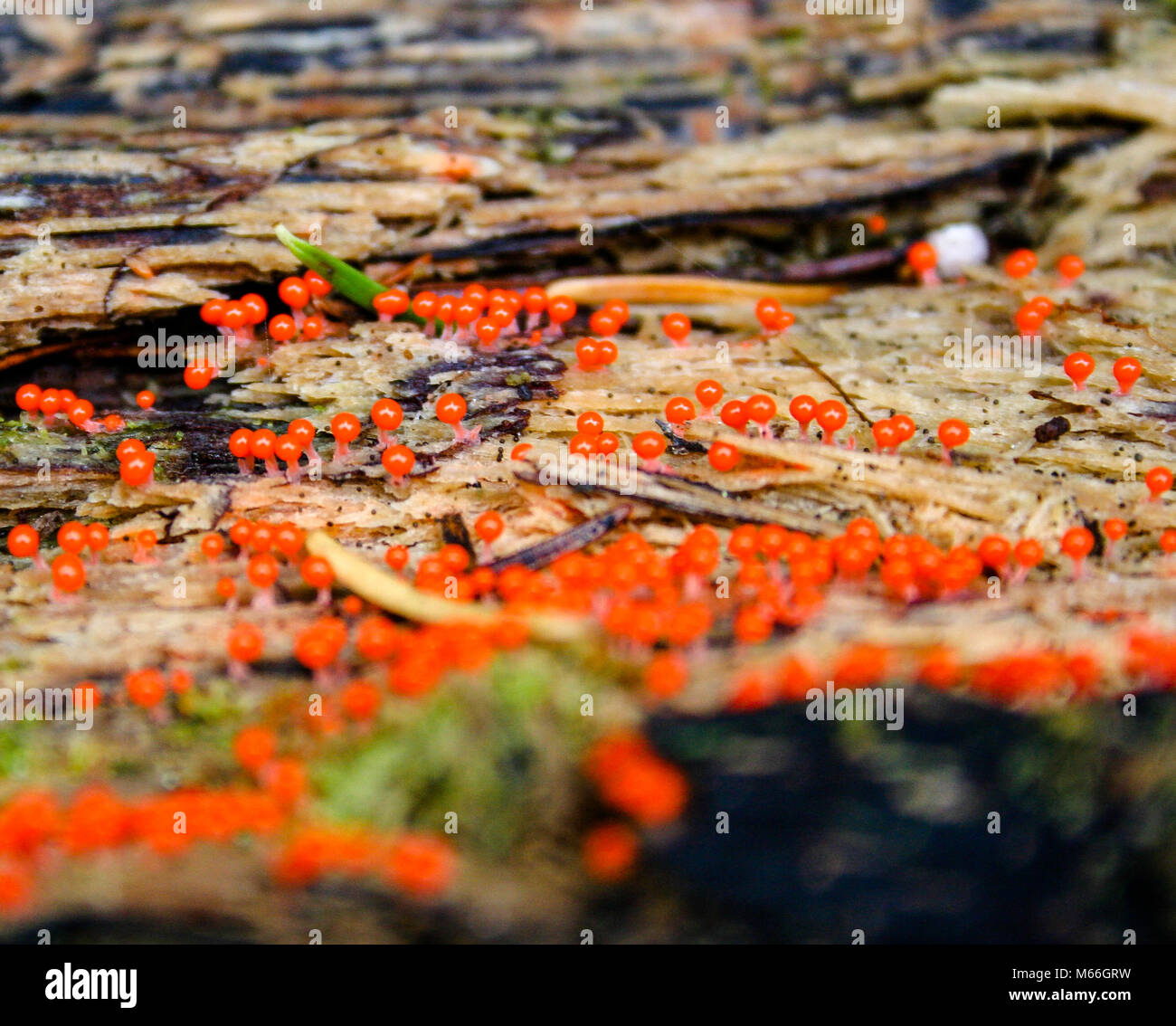 Red slime fungus hi-res stock photography and images - Alamy