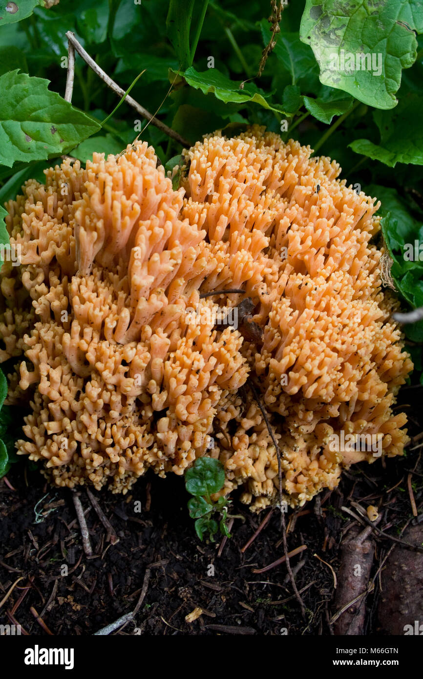 Close-up of Golden Coral Fungus Stock Photo - Alamy