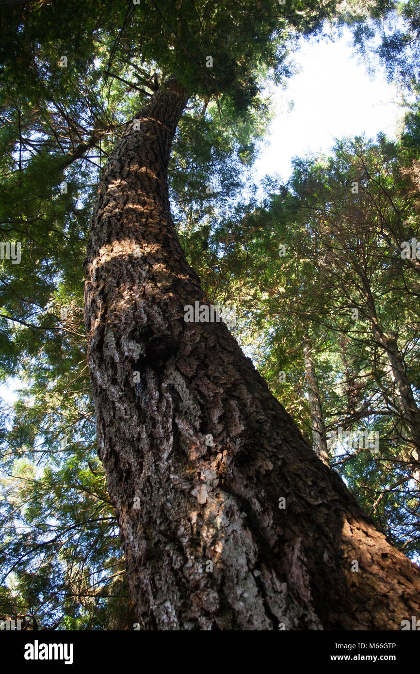 Low angle view of a Douglas Fir tree Stock Photo - Alamy