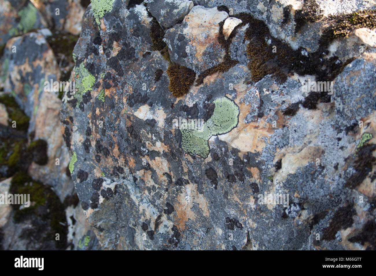Lichen in nature hi-res stock photography and images - Alamy