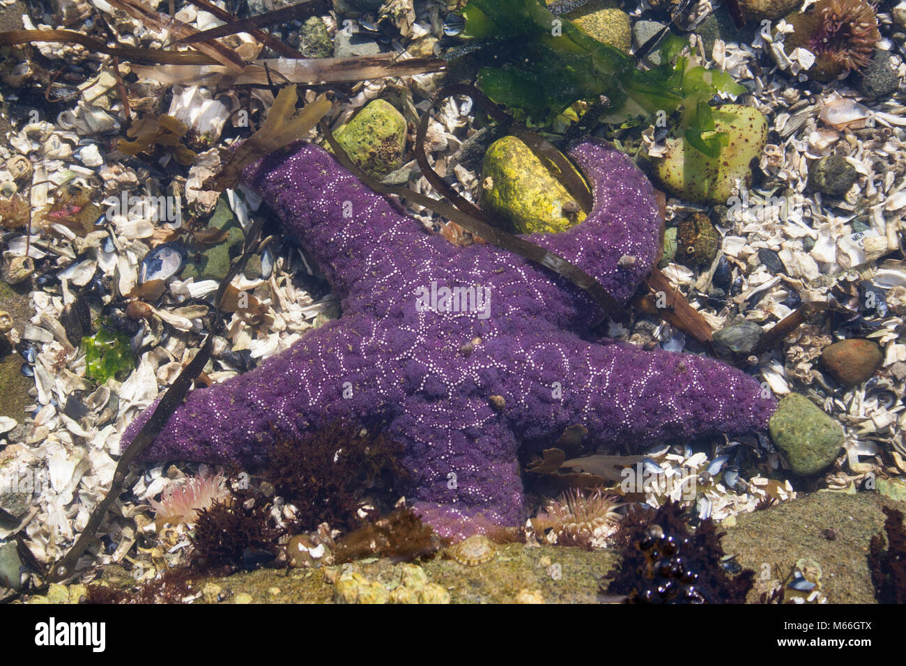 Starfish wildlife hi-res stock photography and images - Alamy