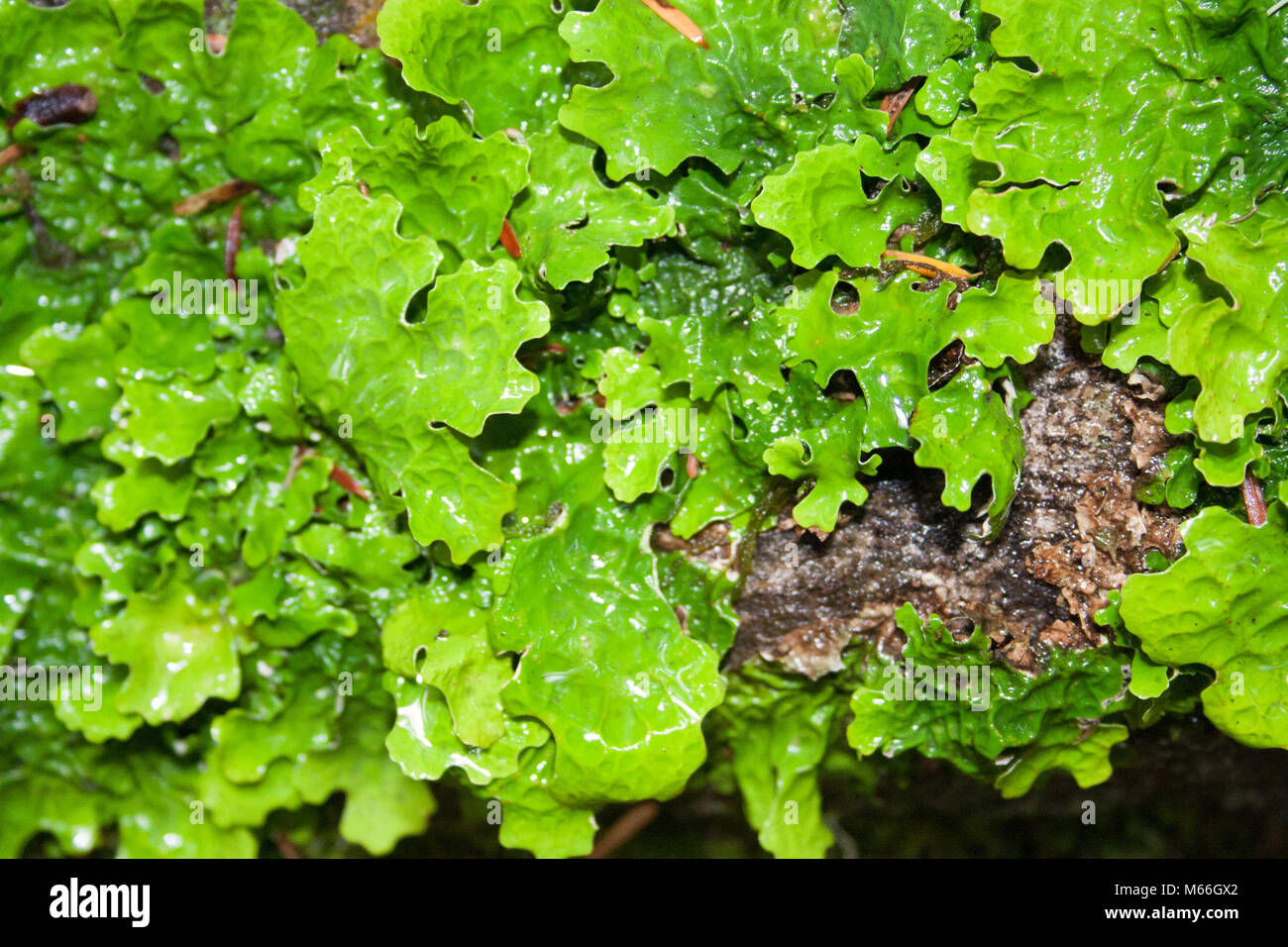 Close-up of green lichens growing in a forest Stock Photo - Alamy