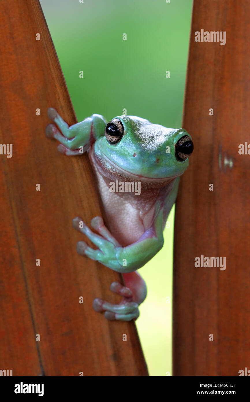 Dumpy tree frog on a leaf, Indonesia Stock Photo - Alamy