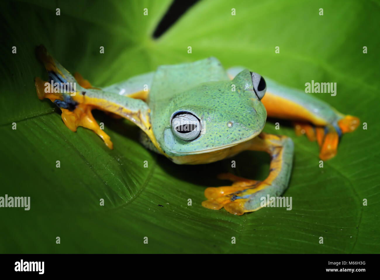 Javan tree frog on a leaf, Indonesia Stock Photo - Alamy