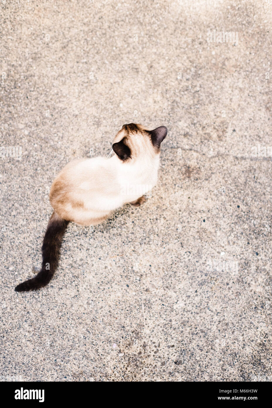 Overhead view of a cat Stock Photo - Alamy