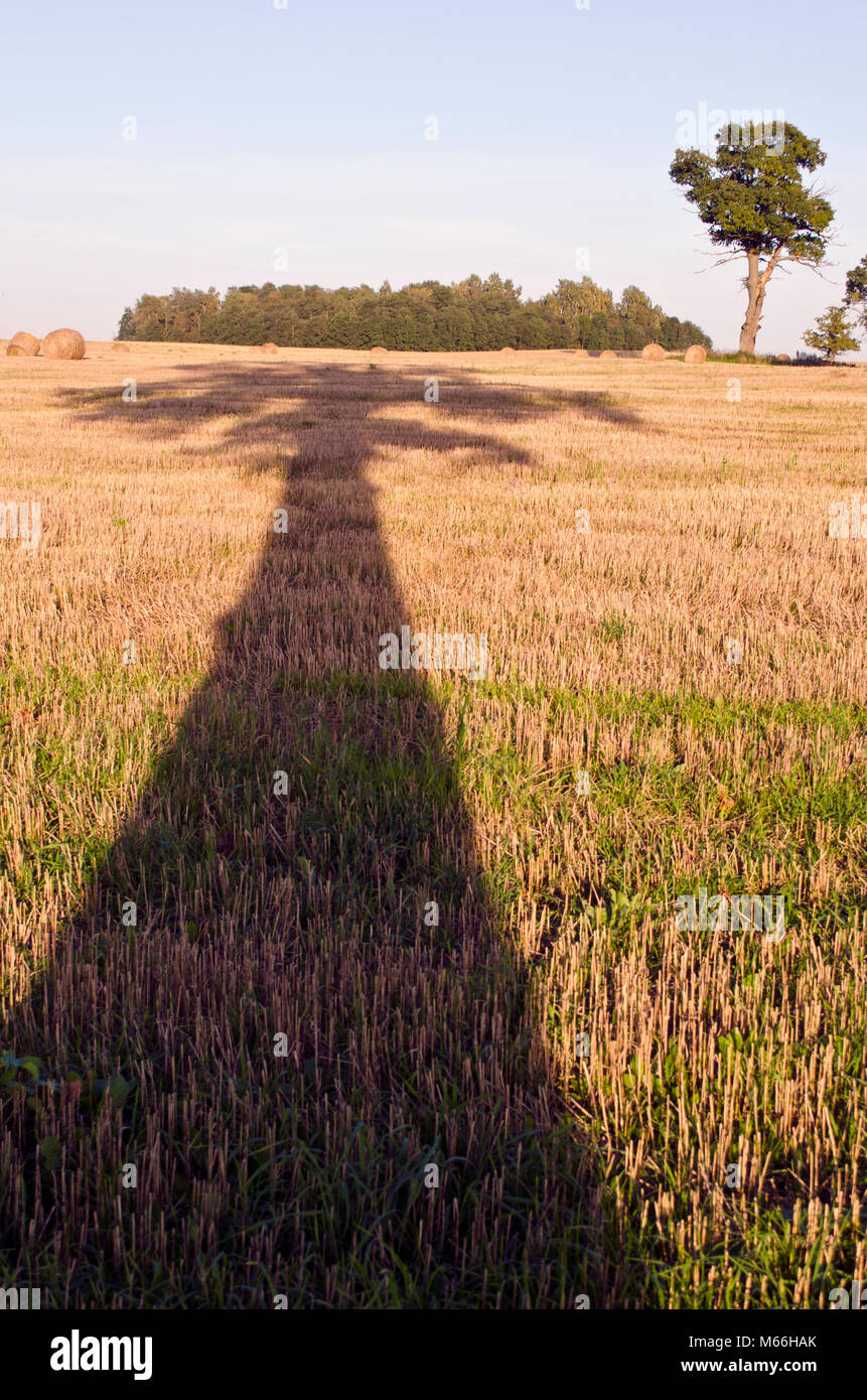 Majestic oak tree shadow on harvested farm field in evening Stock Photo ...