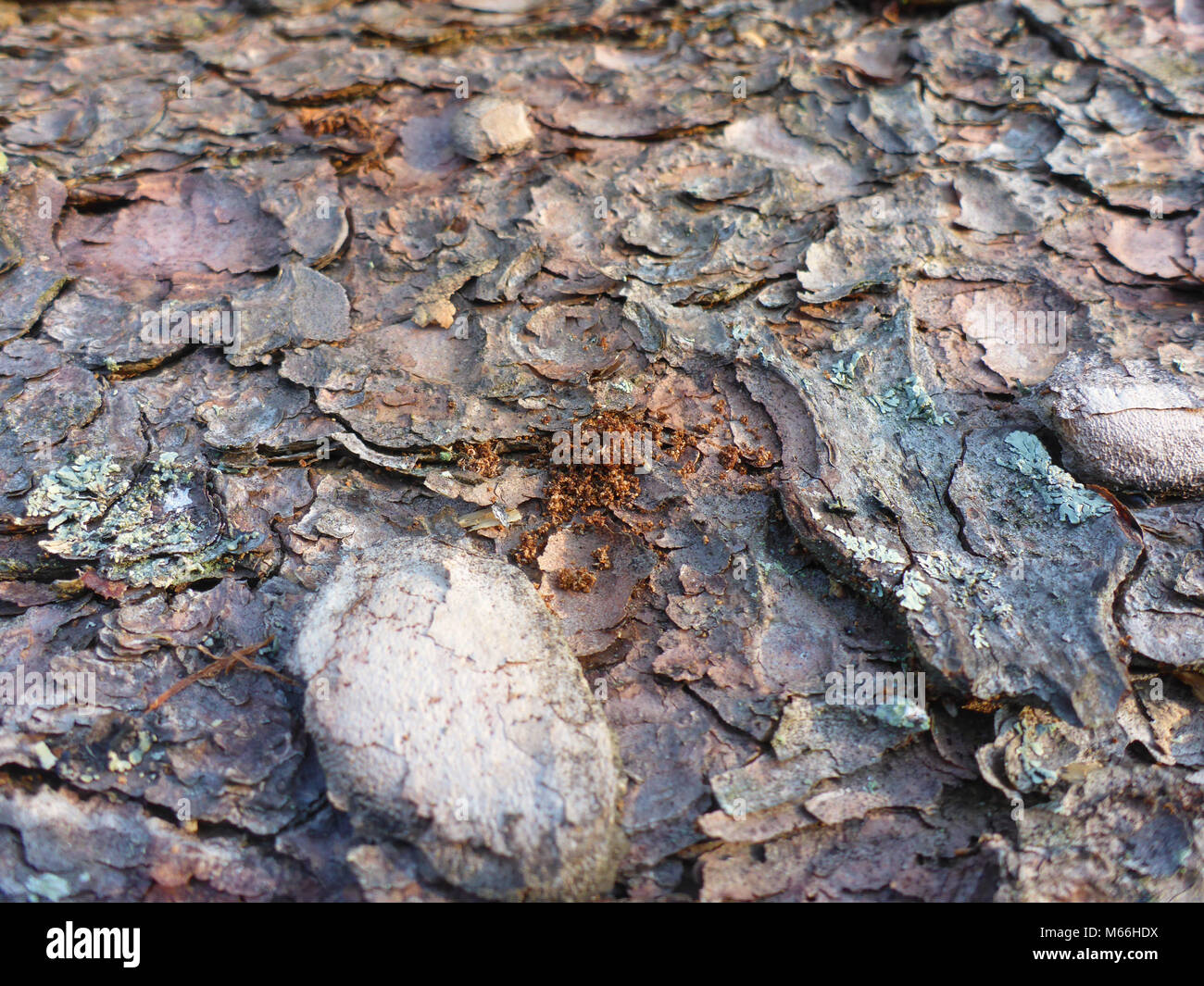 Spruce bark beetle hi-res stock photography and images - Alamy