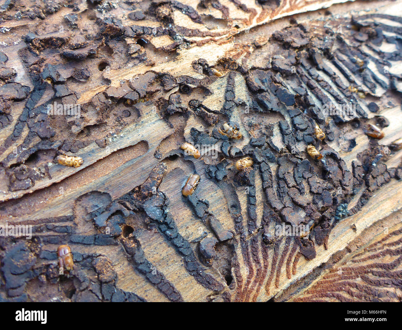 Flour beetles hi-res stock photography and images - Alamy