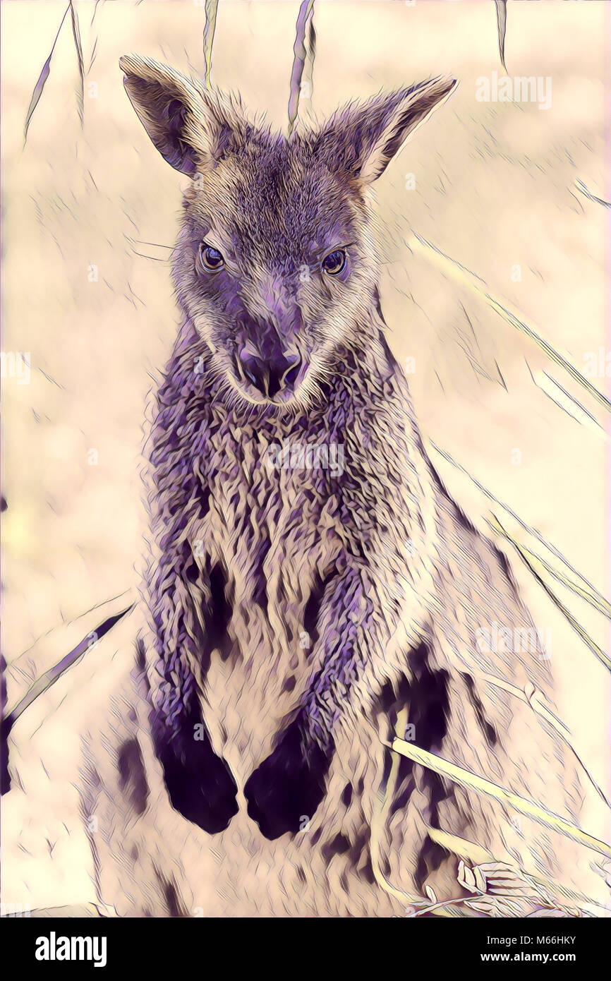Wallaby stylized portrait - native Australian marsupial Stock Photo - Alamy