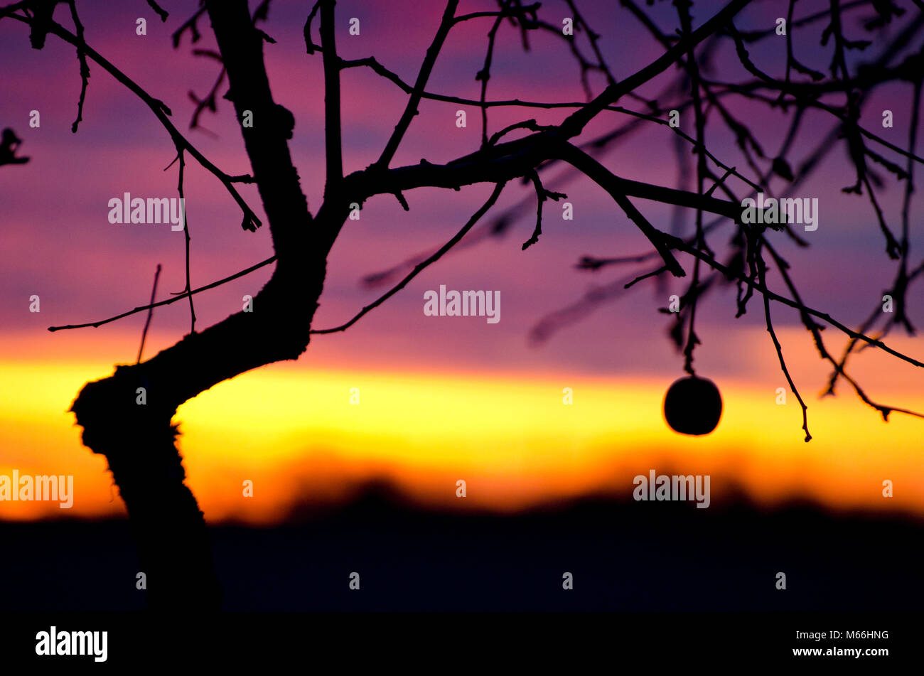 Blur early autumn sunrise background with old apple tree branch Stock ...