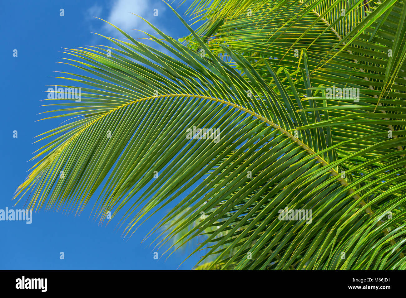Leaf coconut tree hi-res stock photography and images - Alamy
