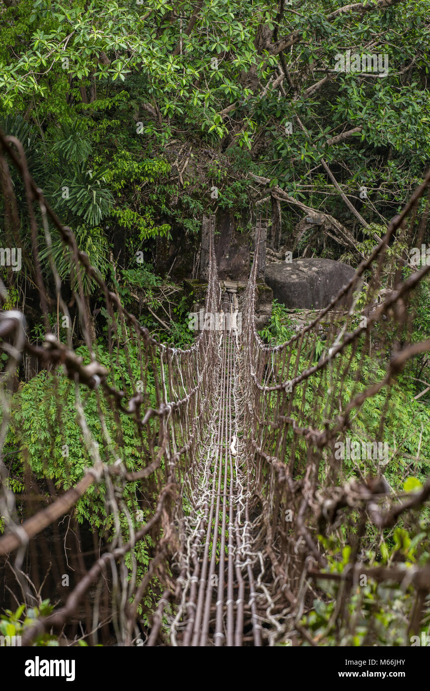 Living roots bridge near Nongriat village, Cherrapunjee, Meghalaya ...