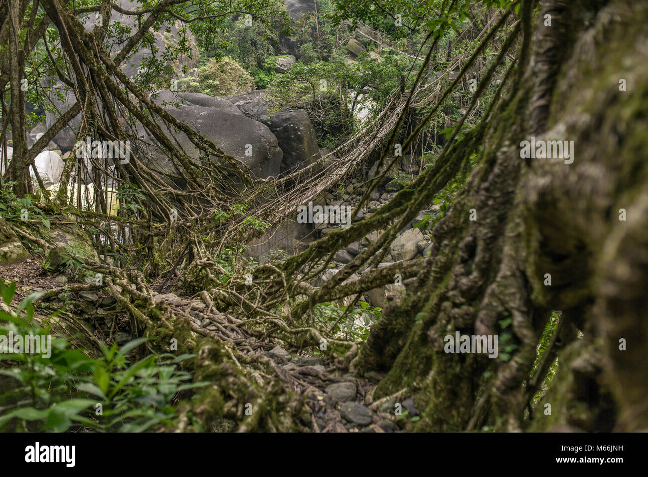 Living roots bridge near Nongriat village, Cherrapunjee, Meghalaya ...