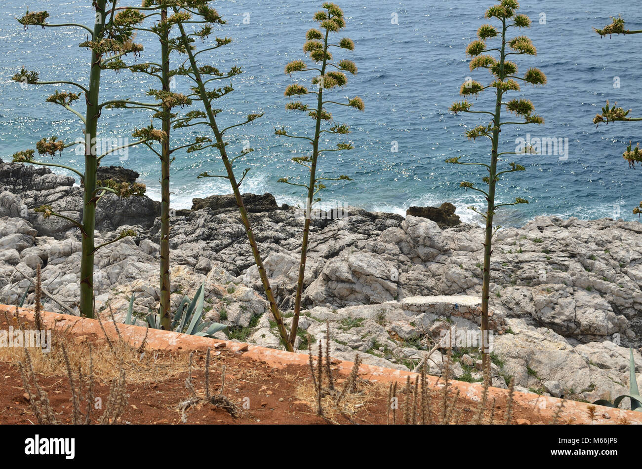 Wild coastal plants on sea rocks with a sea below Stock Photo - Alamy