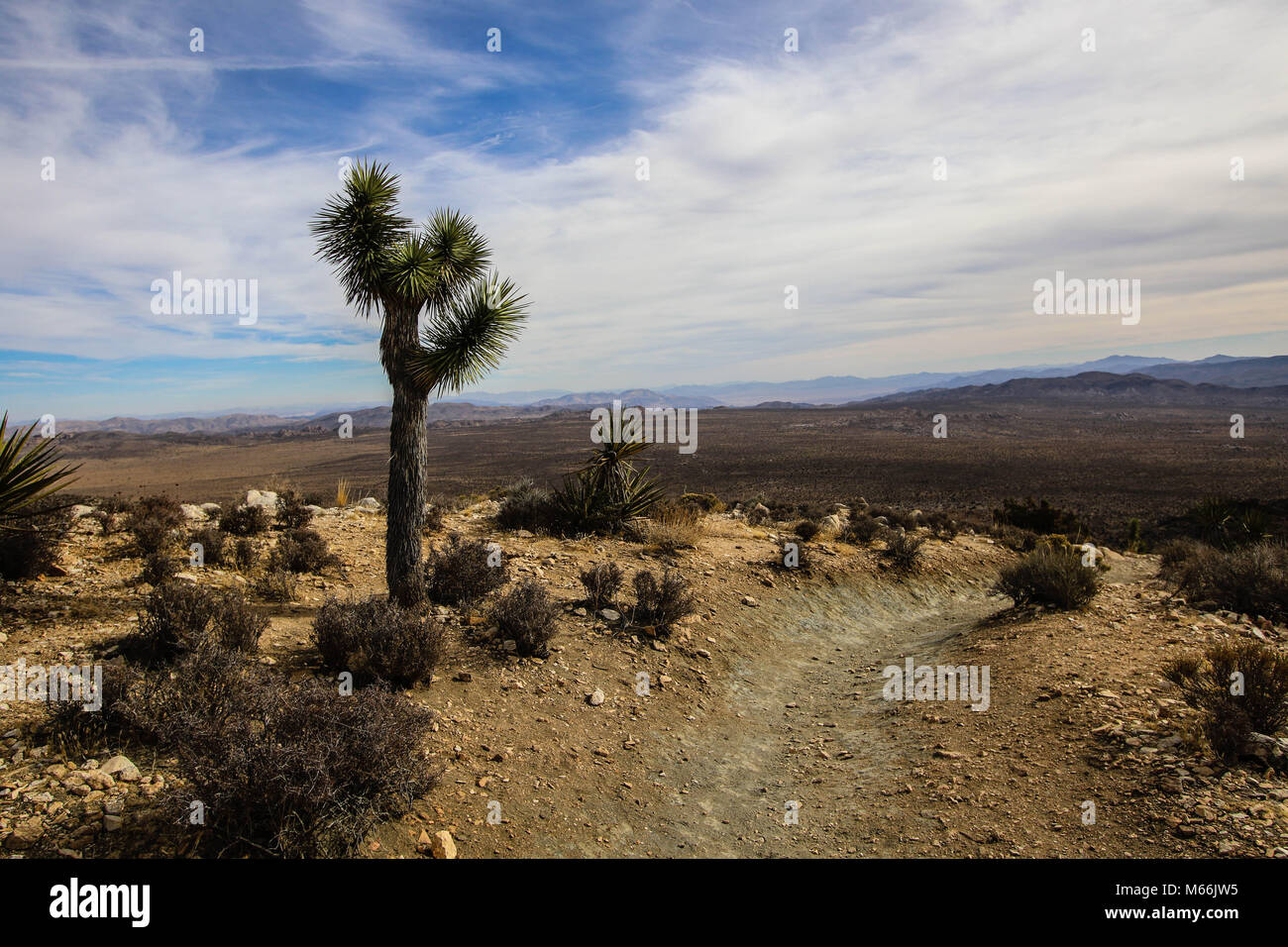 Joshua tree with mountain view hi-res stock photography and images - Alamy