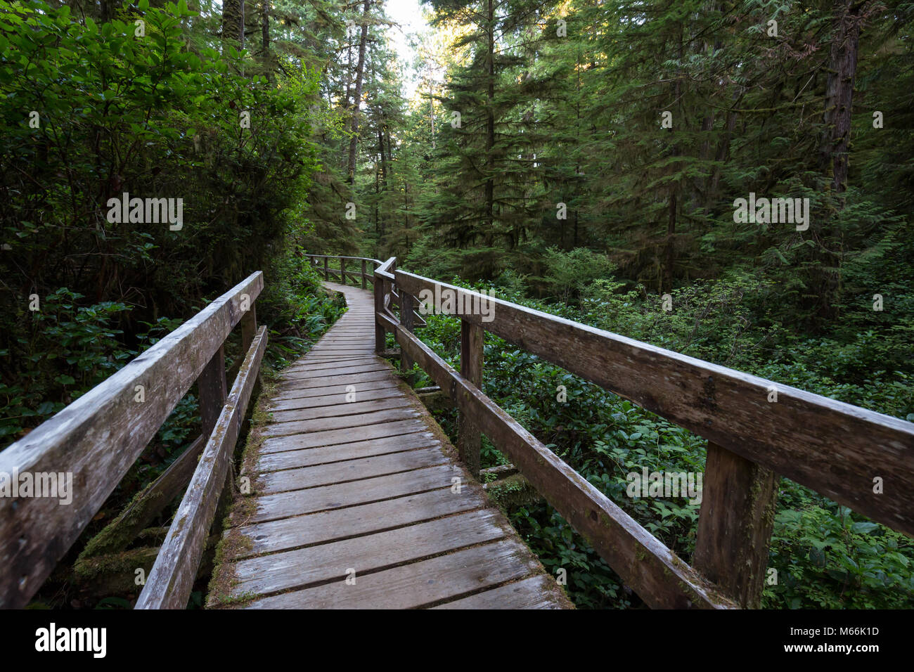 Beautiful wooden path thru the vibrant and green rain forest located ...