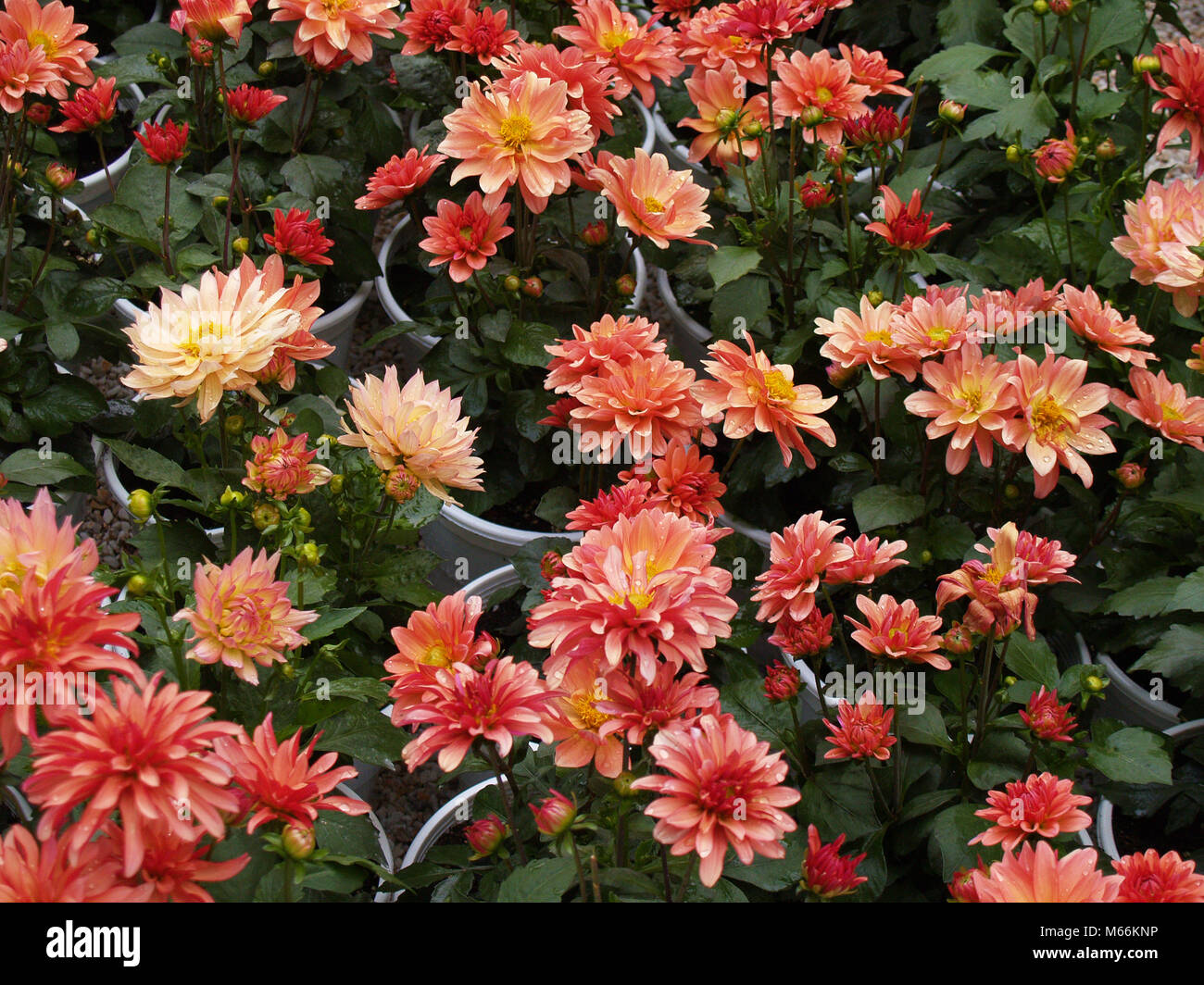 A lot of red flowers Stock Photo - Alamy