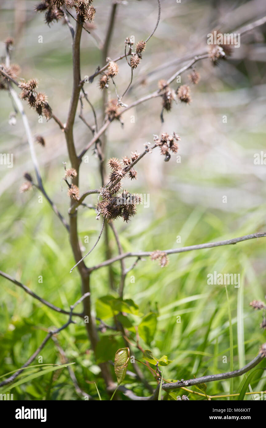 Sticky Burr High Resolution Stock Photography and Images - Alamy
