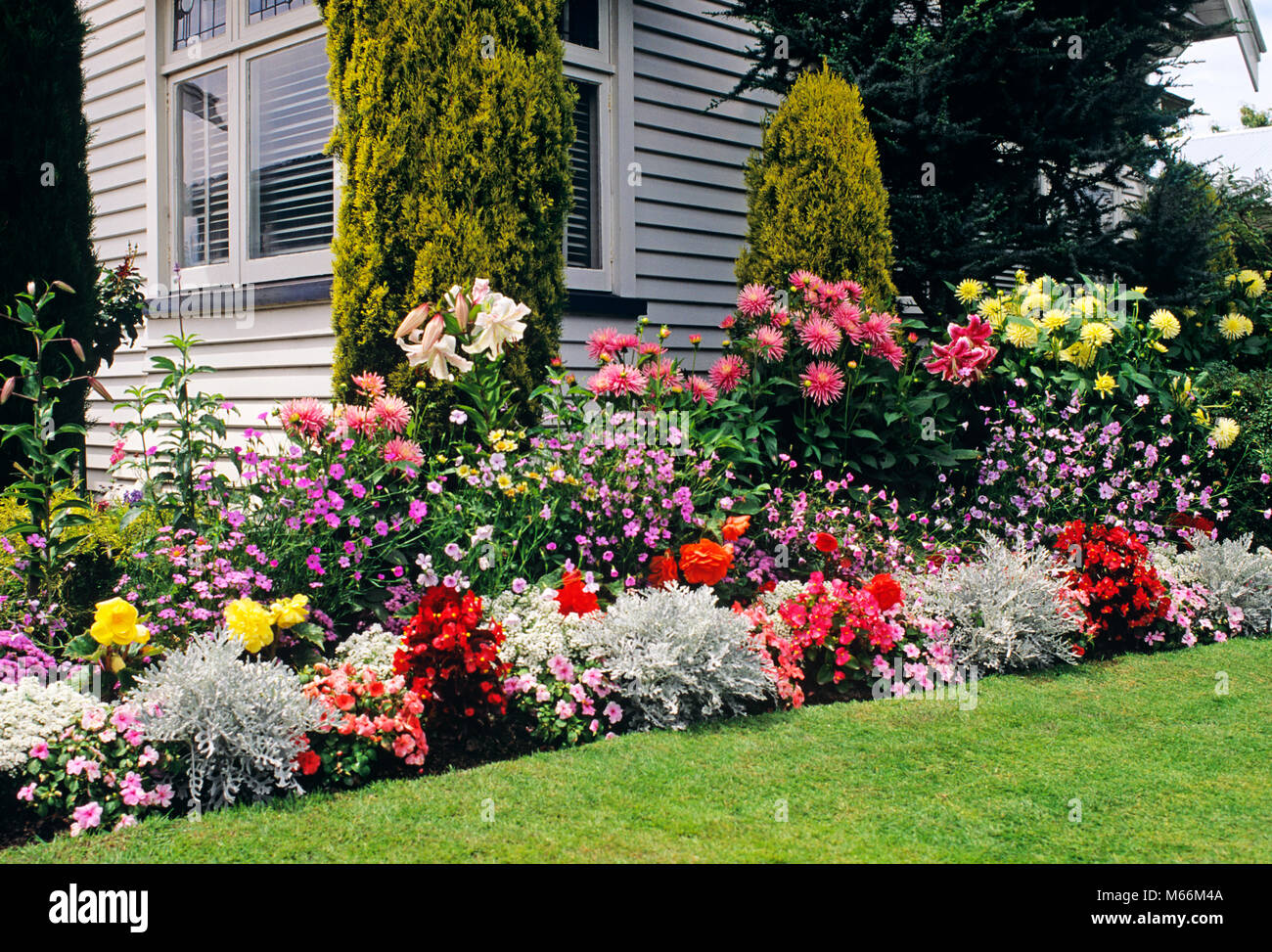 1990s BLOOMING FLOWERS IN A BUNGALOW GARDEN CHRISTCHURCH NEW ZEALAND ...